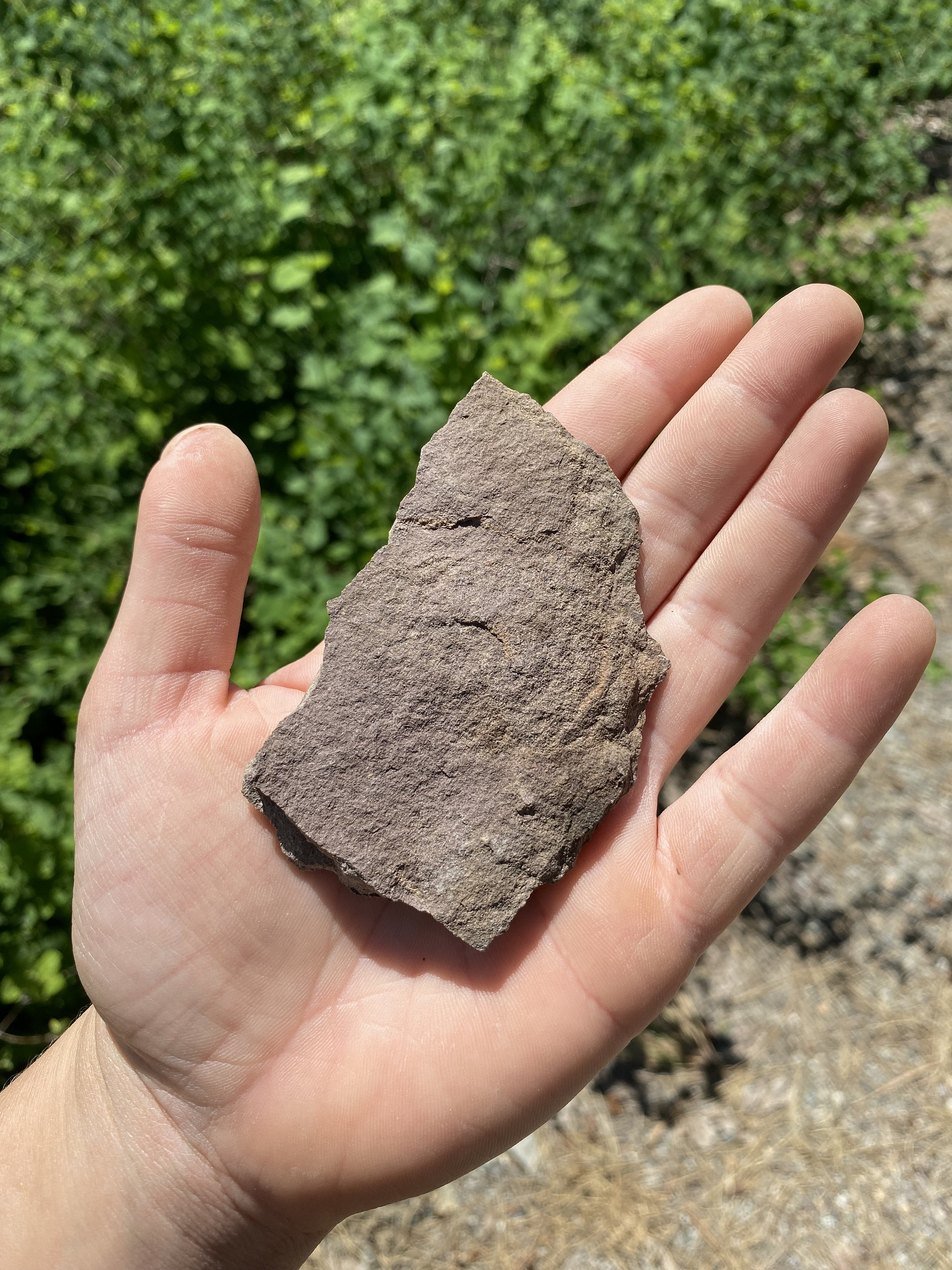 Wood Fossil Fossil Flora Fossil Plant Fossilized Organic Matter Natural ...