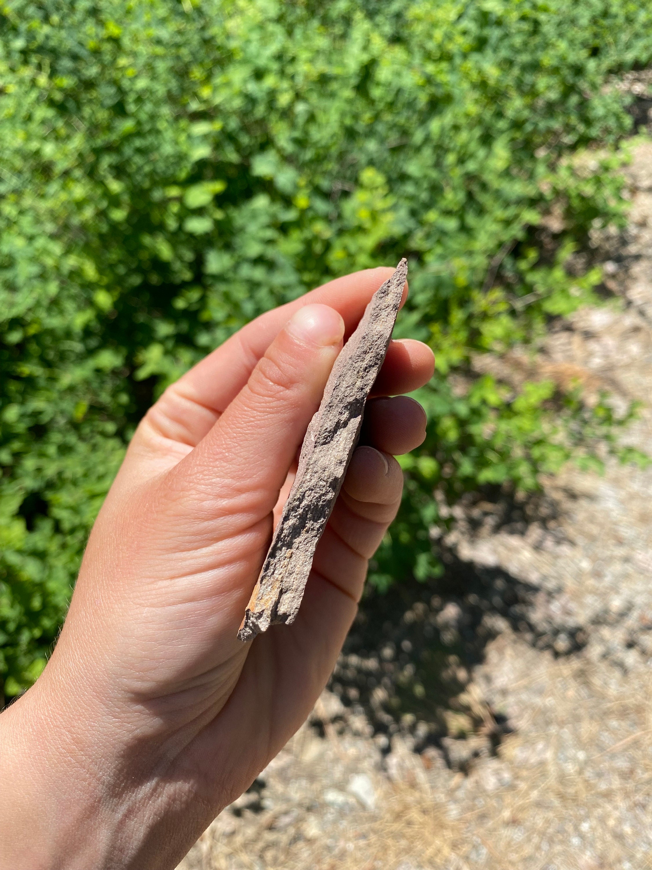 Wood Fossil Fossil Flora Fossil Plant Fossilized Organic Matter Natural ...