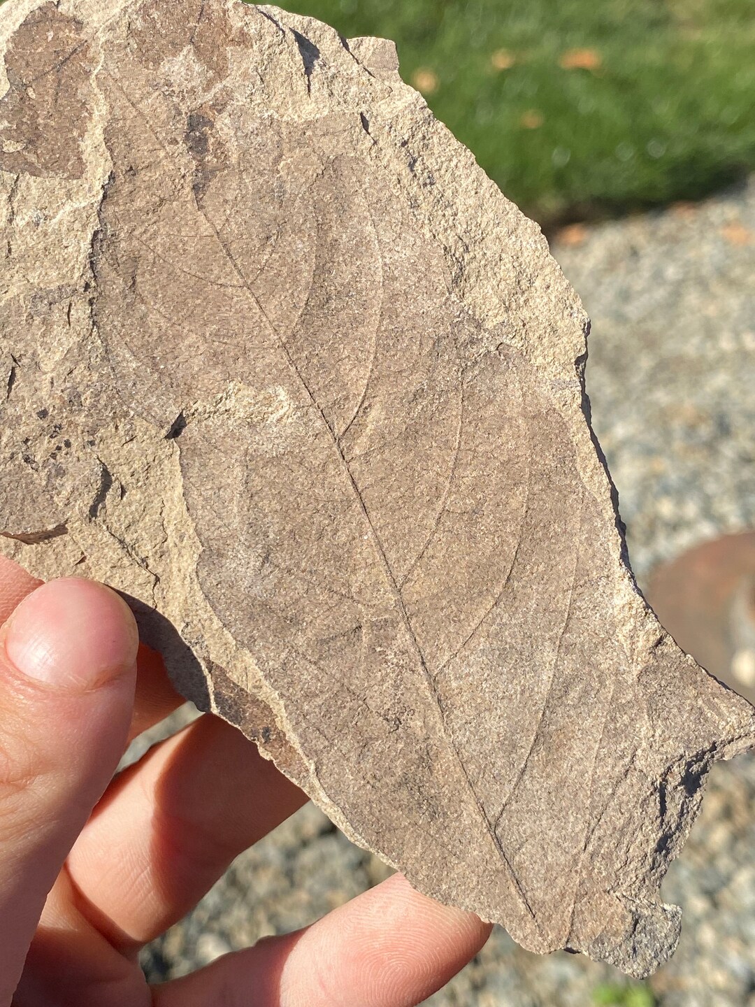 Leaf Fossil Fossil Flora Fossil Plant Fossilized Organic Matter Natural ...