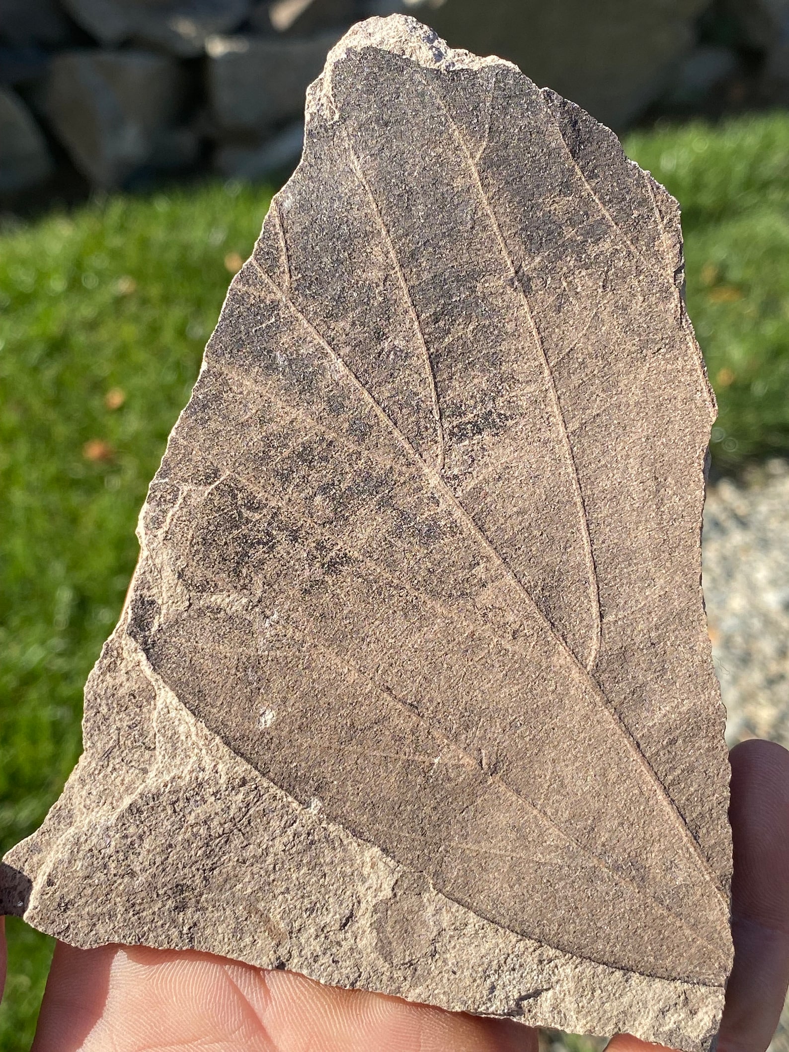 Leaf Fossil Fossil Flora Fossil Plant Fossilized Organic Matter Natural ...