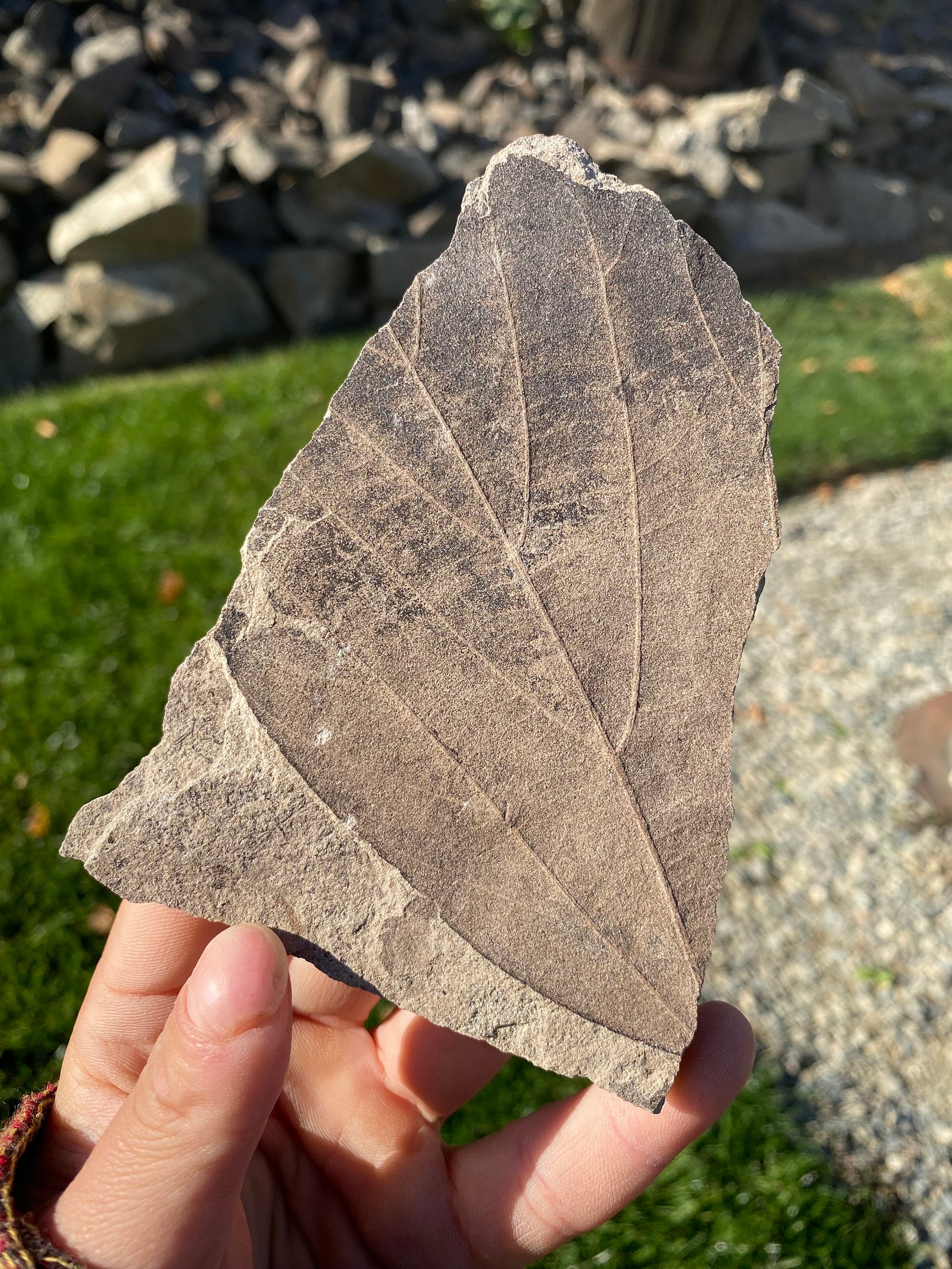 Leaf Fossil Fossil Flora Fossil Plant Fossilized Organic Matter Natural ...