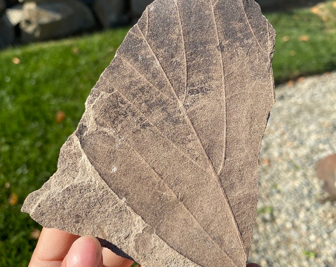 Leaf Fossil | Fossil Flora | Fossil Plant | Fossilized Organic Matter ...