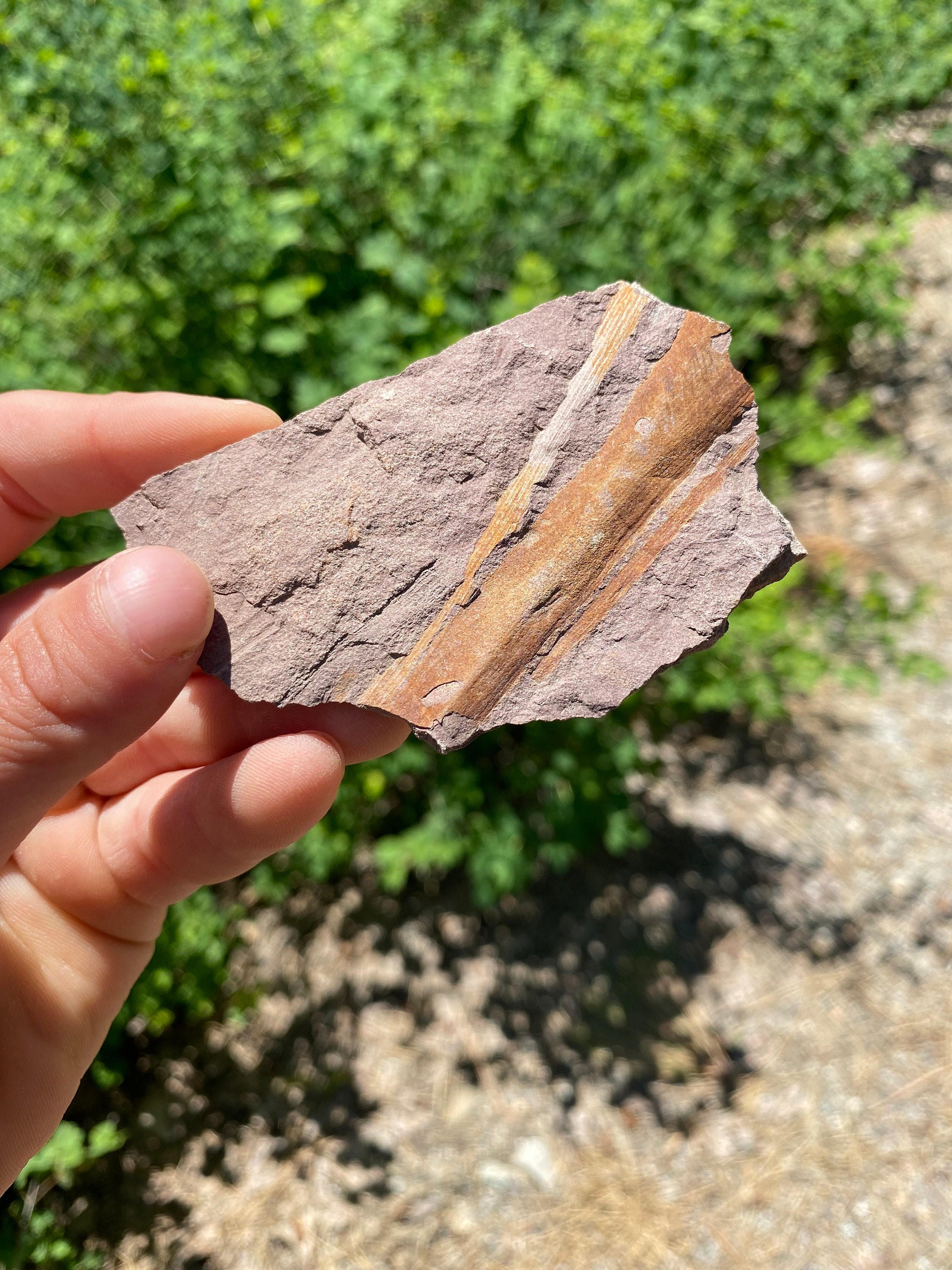 Wood Fossil Fossil Flora Fossil Plant Fossilized Organic Matter Natural ...