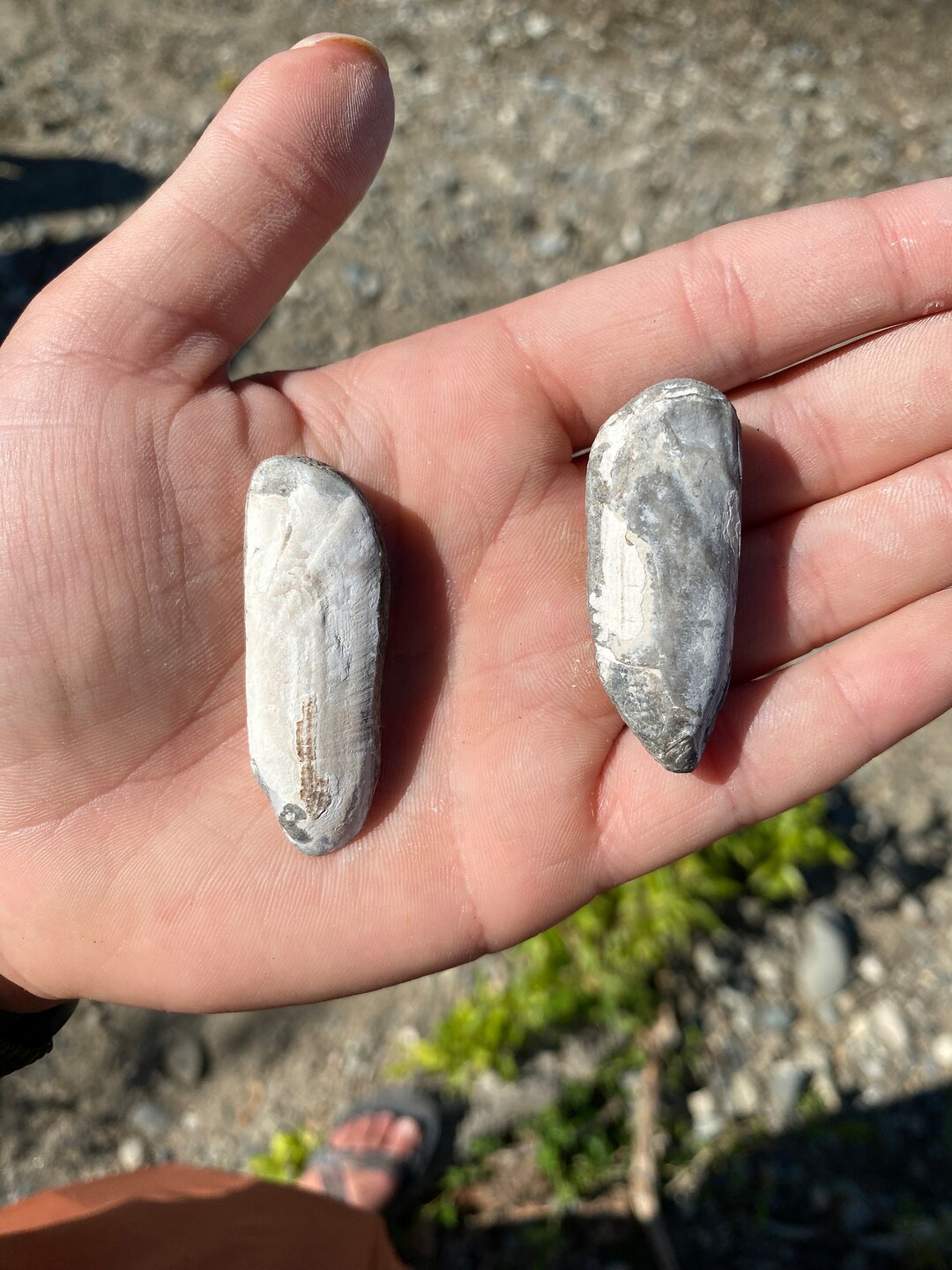 Fossil Shells (solemya Dali) - Washington State - Etsy