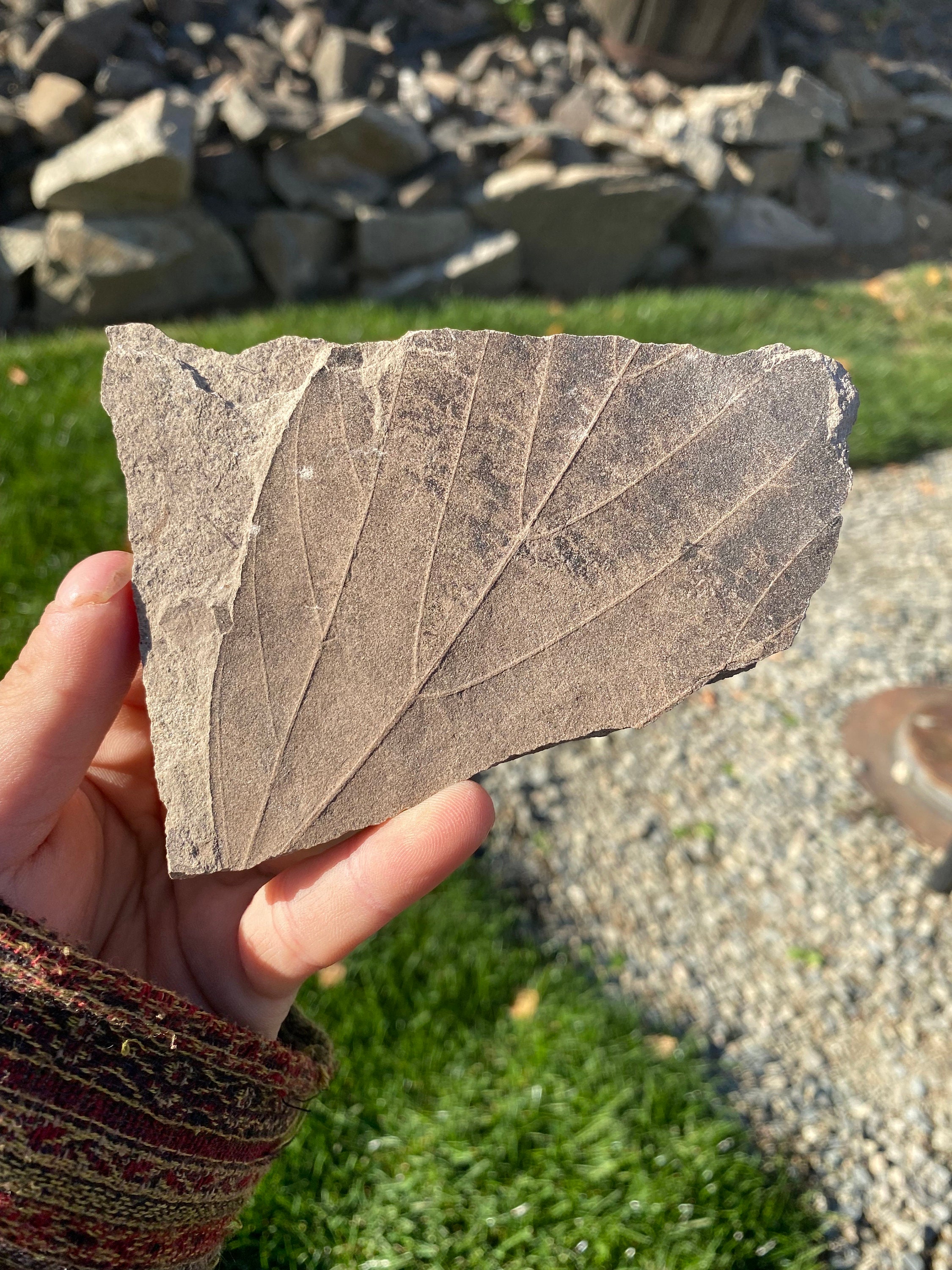 Leaf Fossil Fossil Flora Fossil Plant Fossilized Organic Matter Natural ...