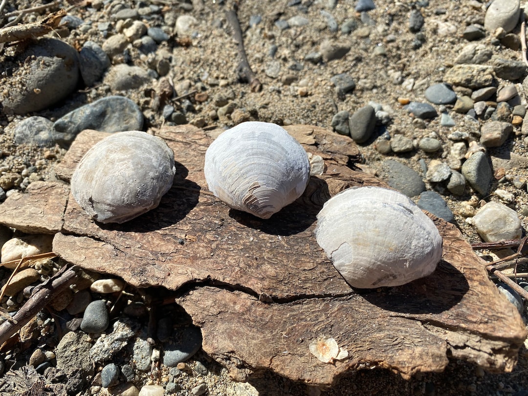 Fossil Shell Fossilized Shell Clam Fossil Fossil Clam Late Oligocene ...