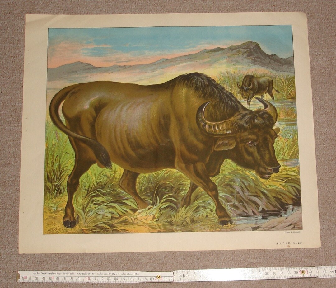 Water Buffalo Wildebeest in Africa School Map Teaching Card Around 1930 ...