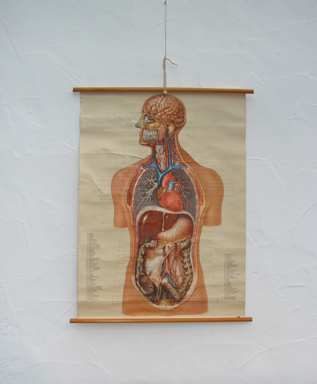 Human - Internal Organs - School Map Around 1960 - 105 X 76 Cm - Etsy