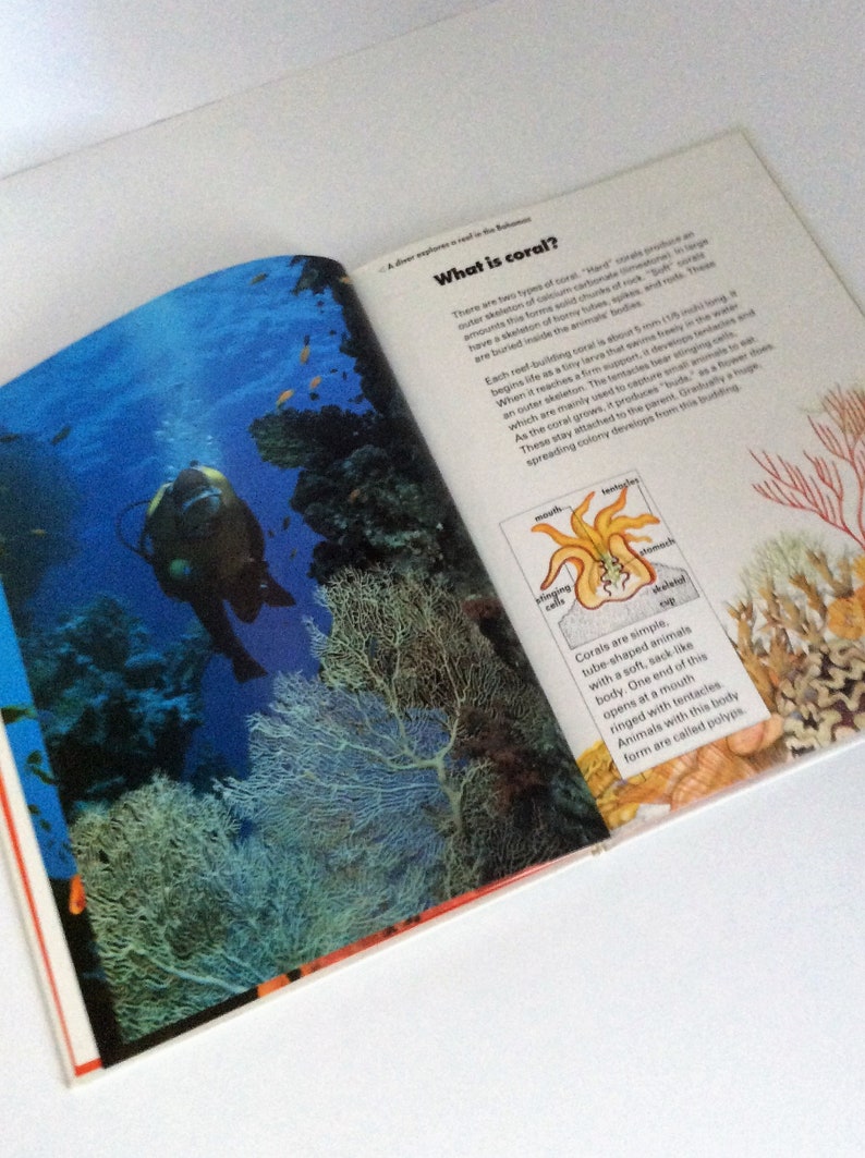 OCEANS tidepools and coral reefs teaching resource material | Etsy