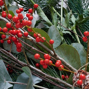 Classic Christmas Teardrop Woodland Berry Wreath | Christmas Door ...