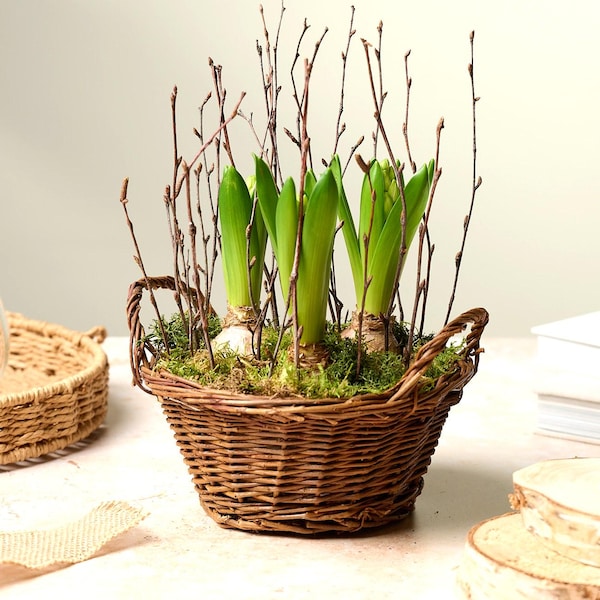 Christmas Flowers Bulb - Etsy UK