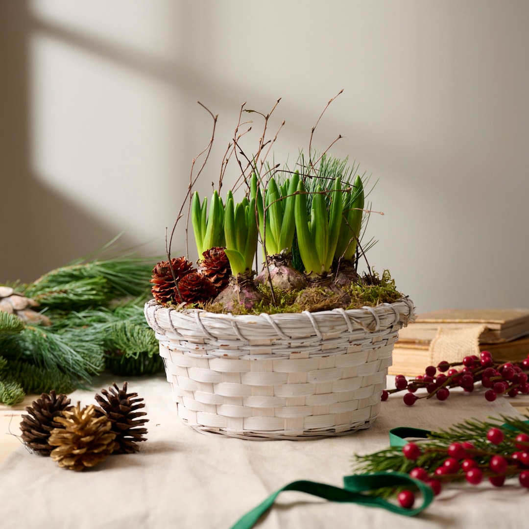 10% off With Code Preorderxmas10 Festive Basket Planter Fresh Hyacinth ...