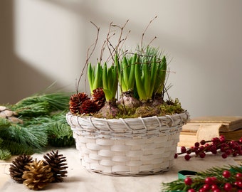 Purple Desert Willow Rooted Cuttings - Etsy