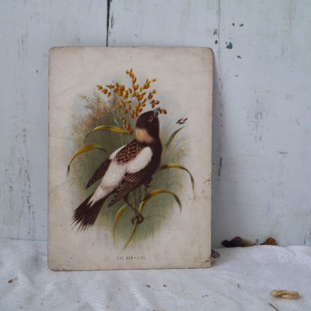 Vintage Bird Print the Bob-o-link - Etsy
