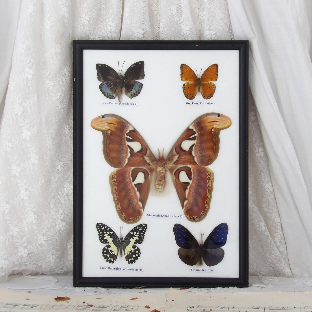 Vintage Taxidermy Moths Collection - Etsy