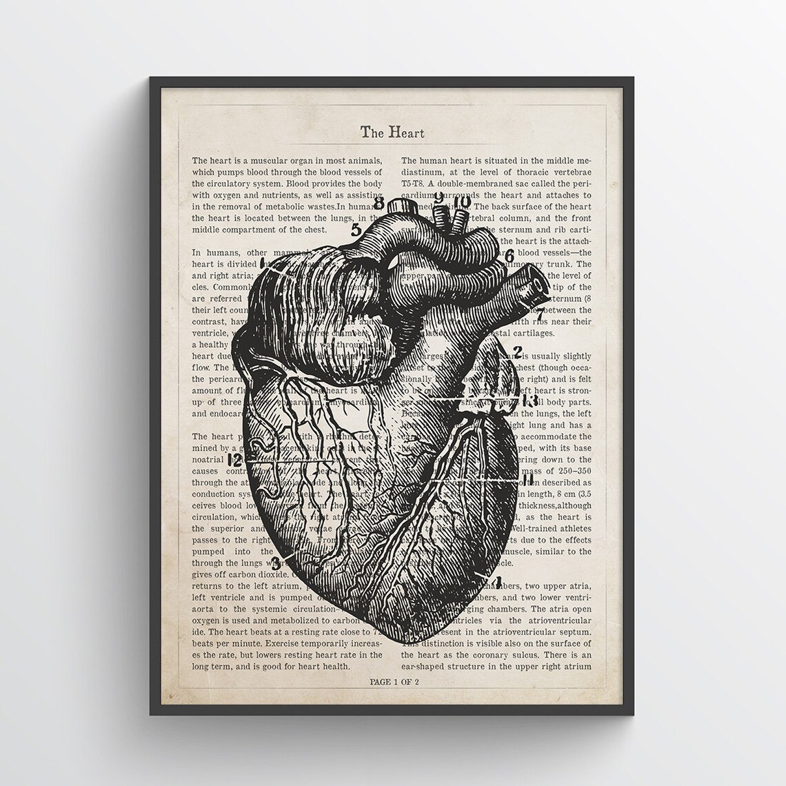 Human Heart Anatomy Print Medical Poster Cardiologist Gift - Etsy