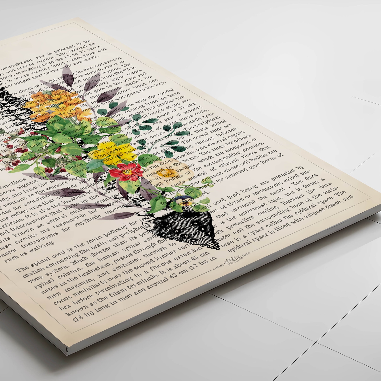 Spinal Cord With Flowers Anatomy Print, Vertebral Column, Chiropractor ...