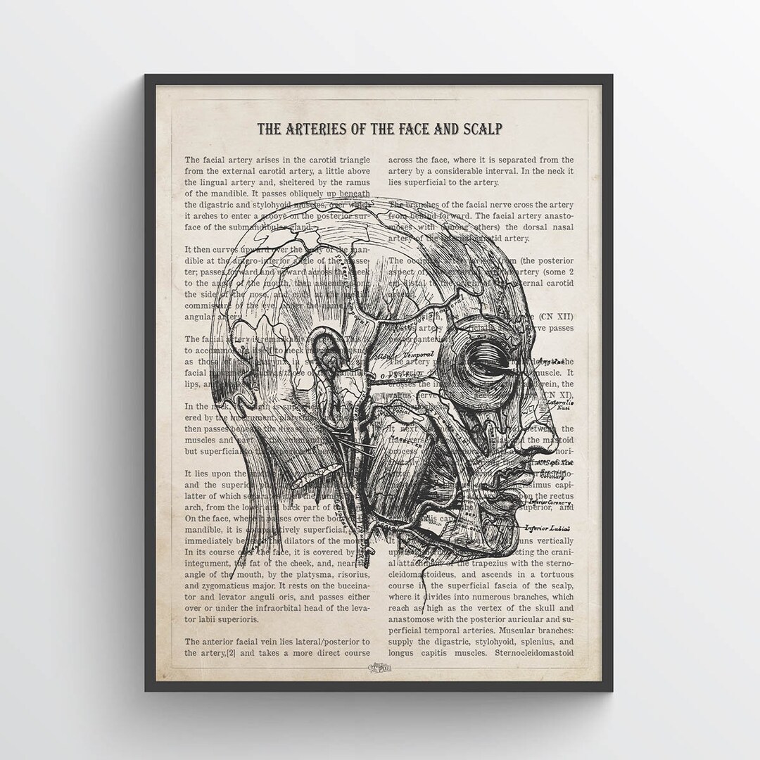 Arteries of the Face and Scalp Anatomy, Gift for Vascular Doctor ...