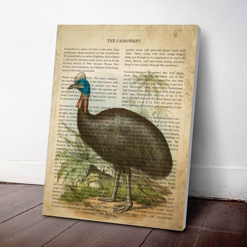 Vintage Cassowary Print Safari Painting Casuarius - Etsy