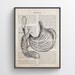 Stomach Anatomy Print, Digestive System, Gastroenterologist Gift ...