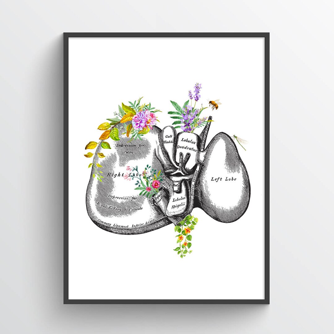 Liver Anatomy Flower Print, Hepatologist Gift, Gastroenterologist ...