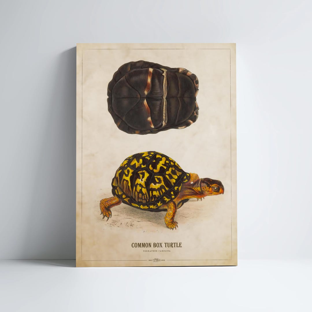 Common Box Turtle Print, Turtle Illustration, Turtle Art, Turtle Kids ...