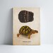 Common Box Turtle Print, Turtle Illustration, Turtle Art, Turtle Kids ...