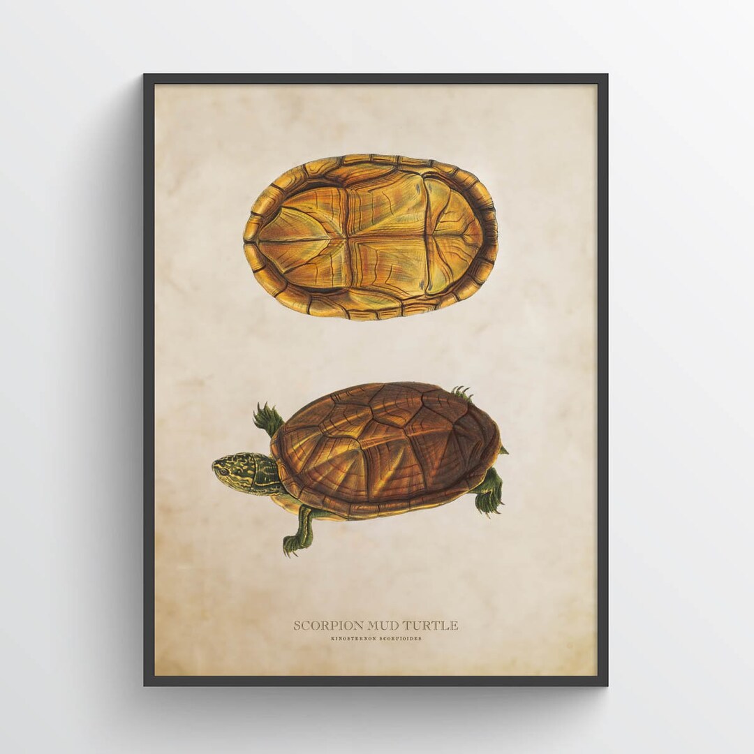 Scorpion Mud Turtle Print, Turtle Illustration, Turtle Art, Reptile ...