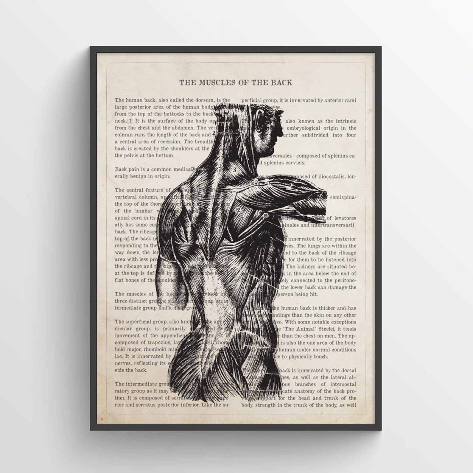 Muscles of the Back Anatomy Print Chiropractor Gift Licensed - Etsy