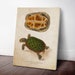Parrot Beaked Tortoise Print, Turtle Illustration, Turtle Art, Turtle ...