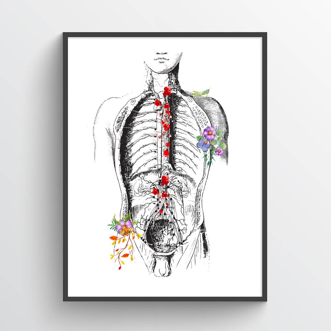 Lymph Glands of the Thorax Anatomy Print, Lymph Nodes Medical Decor ...