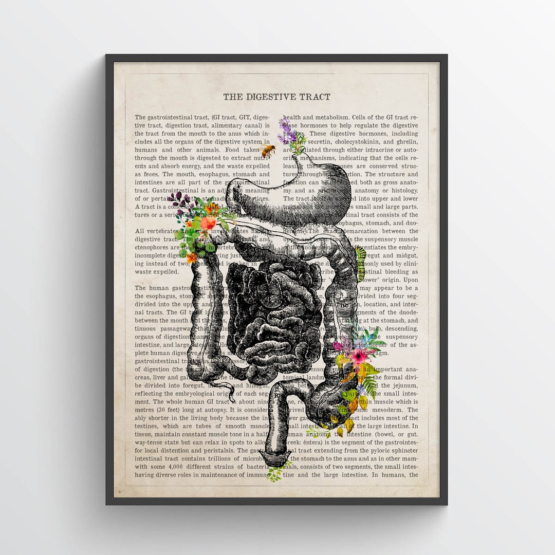 Digestive Tract Anatomy Flower Print, Intestine, Stomach Art, Medical ...