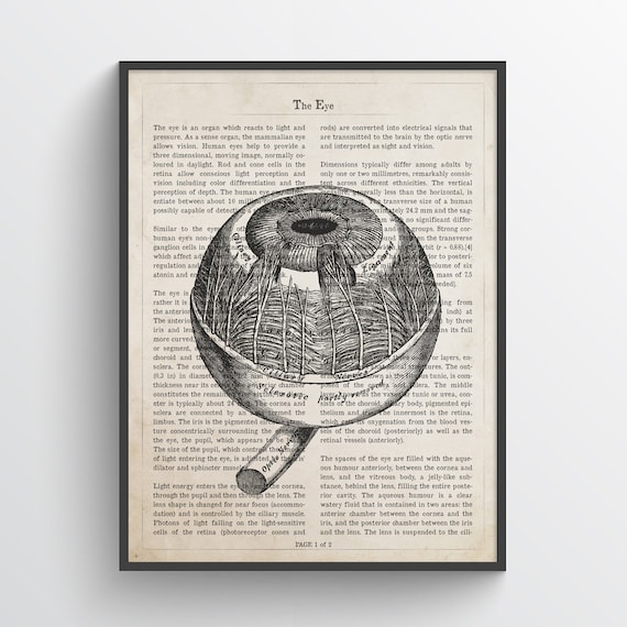 Human Eye Anatomy Print Optometry Optometrist | Etsy