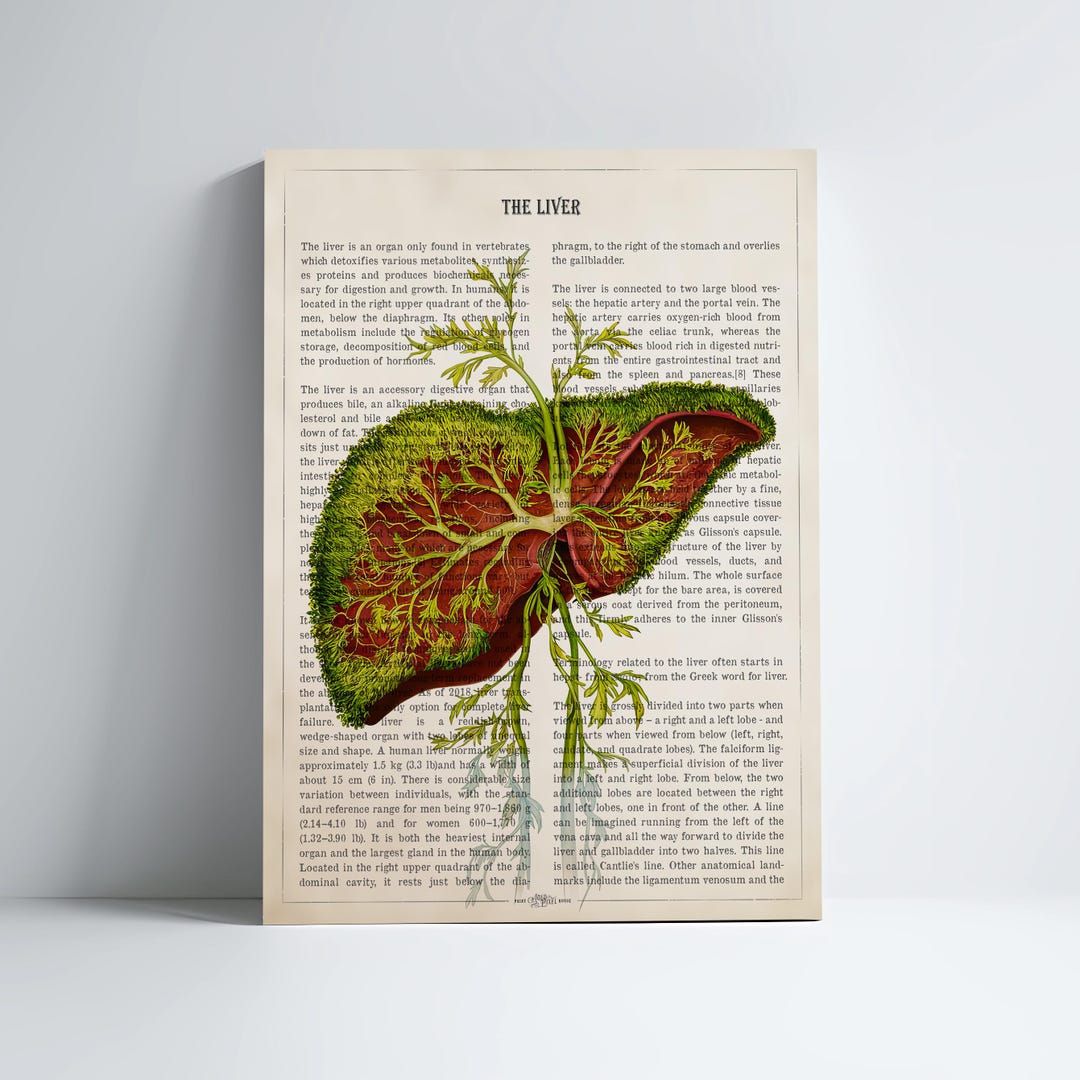 Liver Anatomy Print, Gastroenterologist Gift, Liver Transplant, Liver ...