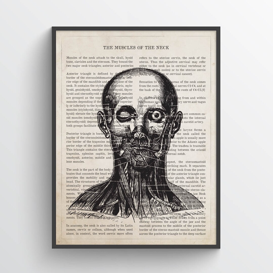 Muscles of the Neck Print, Chiropractor Gift, Licensed Massage ...