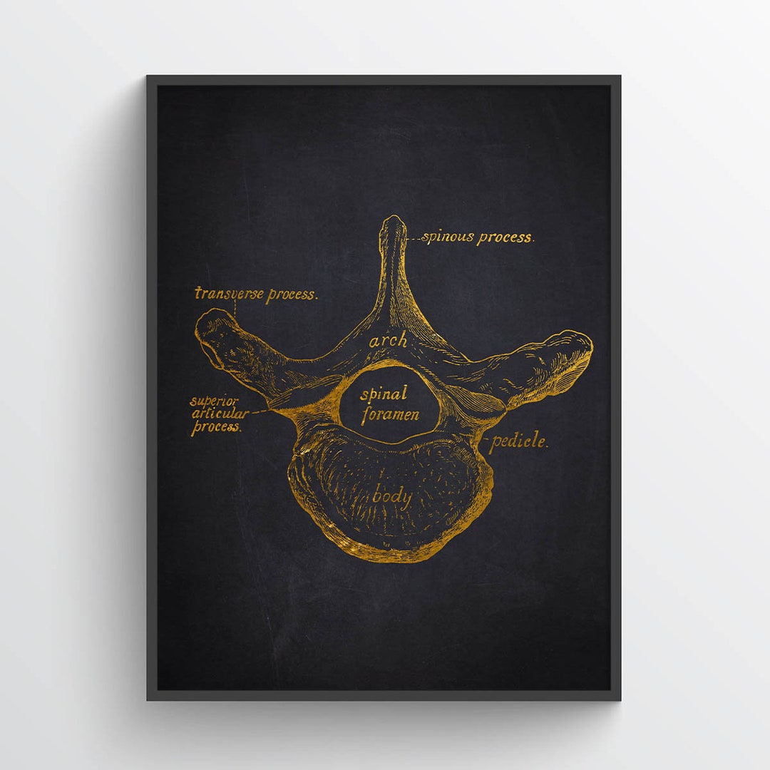 Anatomy of the Spine Print, Vertebrae Interlock Art, Chiropractor Gift ...