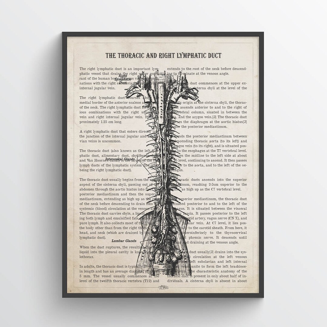 Lymphatics Anatomy Print, Endocrinology Art, Medical Office Decor ...