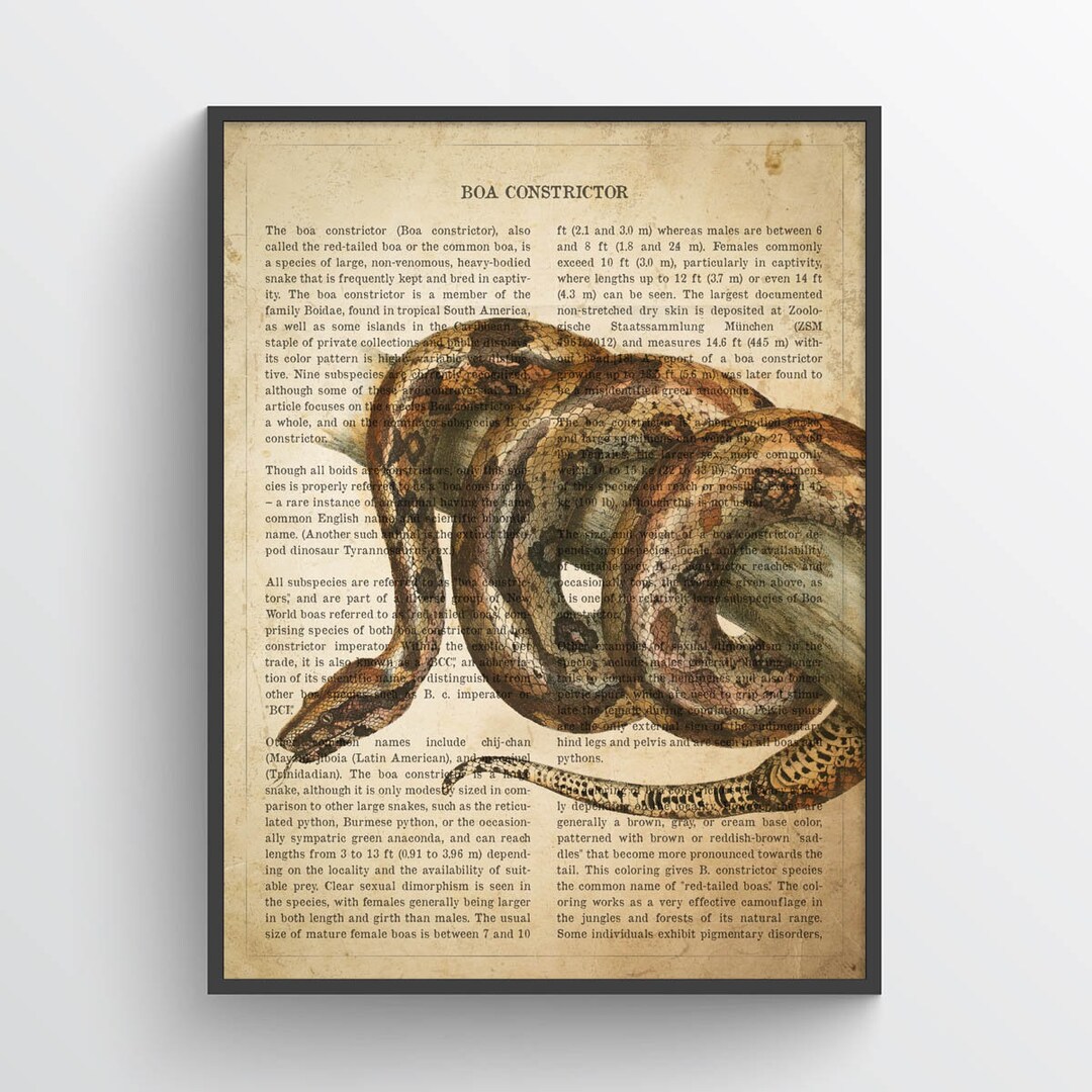 Vintage Boa Constrictor Print, Safari Painting, Snake Illustration, Boa ...