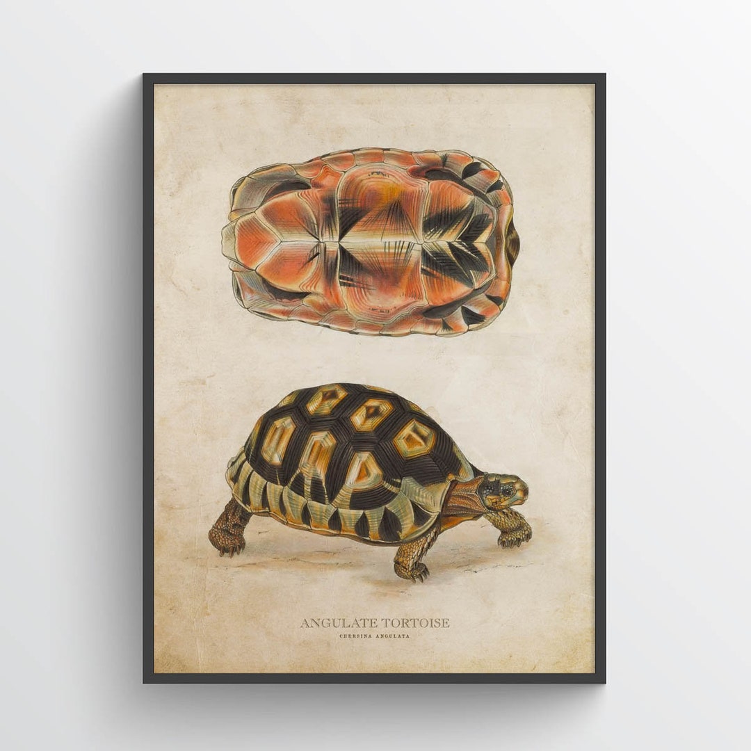 Angulate Tortoise Print, Turtle Illustration, Turtle Art, Turtle Kids ...