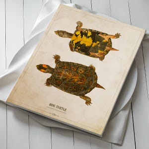 Bog Turtle Print, Turtle Illustration, Turtle Art, Reptile Kids Room ...