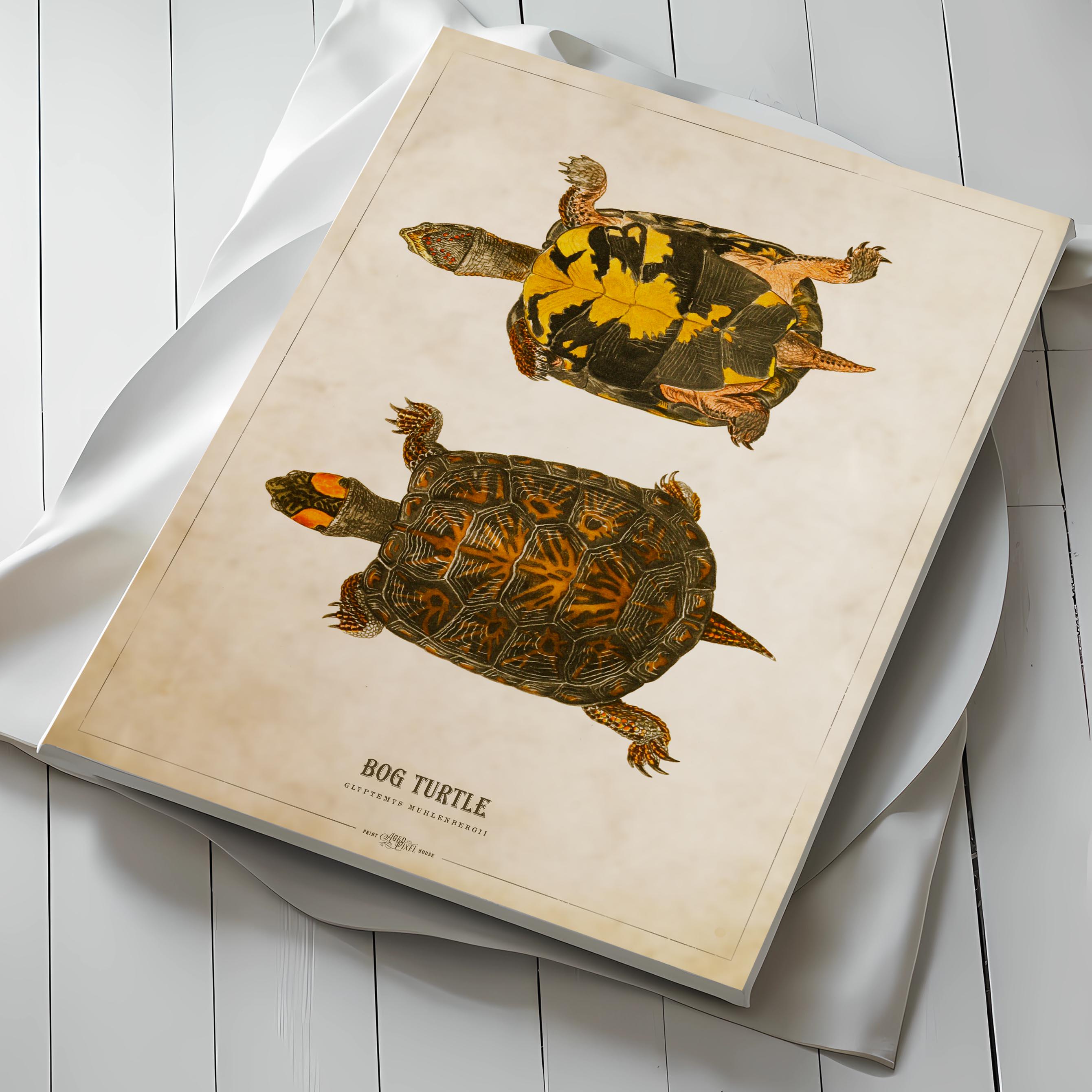 Bog Turtle Print, Turtle Illustration, Turtle Art, Reptile Kids Room ...