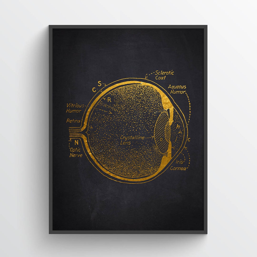Human Eye Anatomy Print, Gift for Ophthalmologist, Decor for Optometrists, Optometry Eye Art ...
