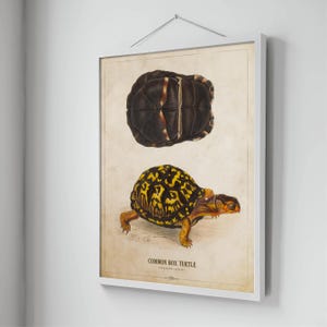Common Box Turtle Print, Turtle Illustration, Turtle Art, Turtle Kids ...