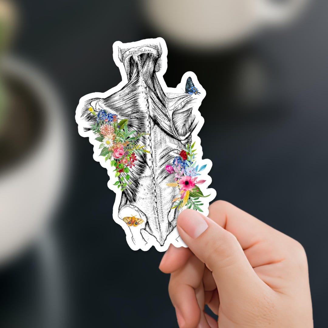 Muscles of the Back Anatomy Sicker for Chiropractors Graduation Gift ...