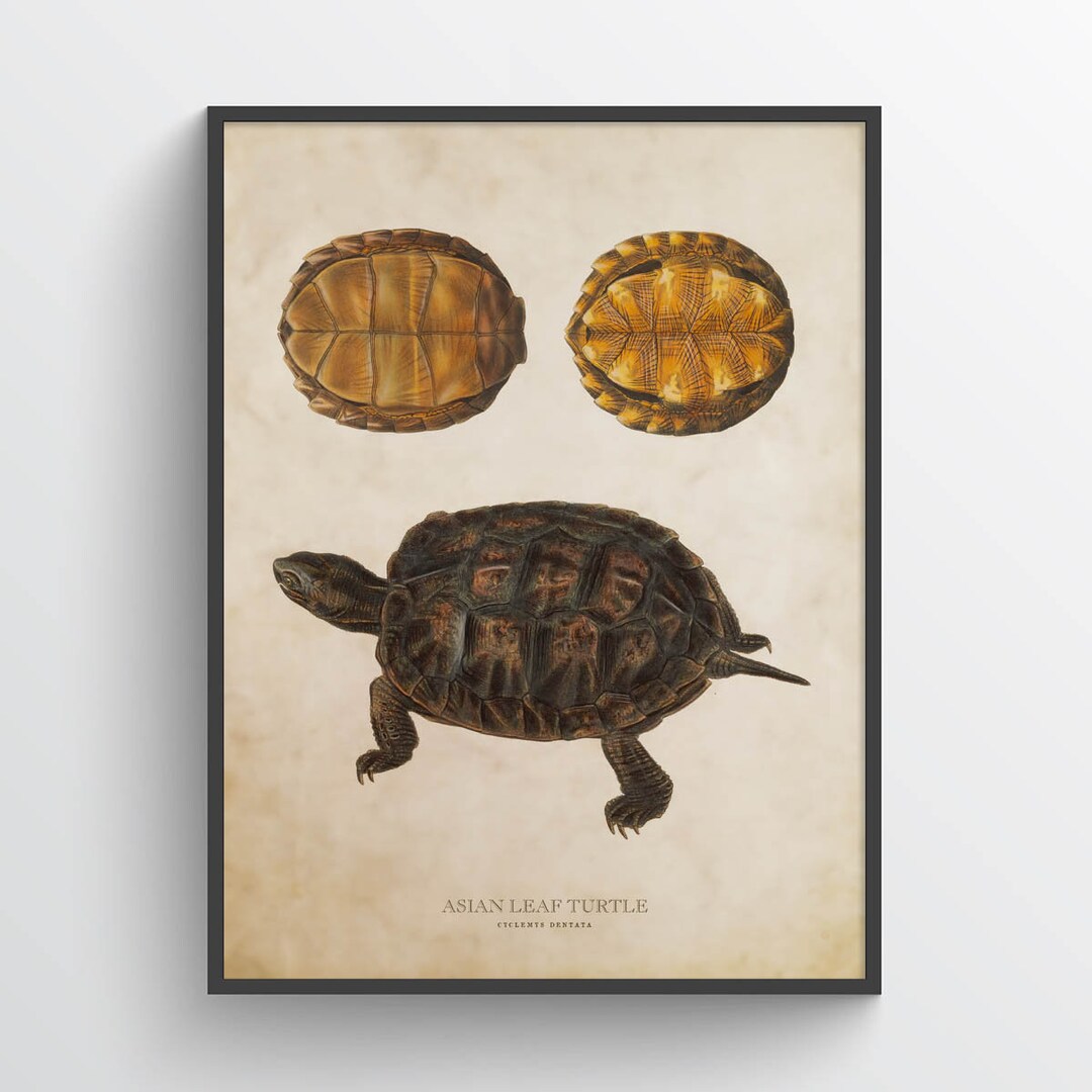 Asian Leaf Turtle Print, Turtle Illustration, Turtle Art, Turtle Kids ...