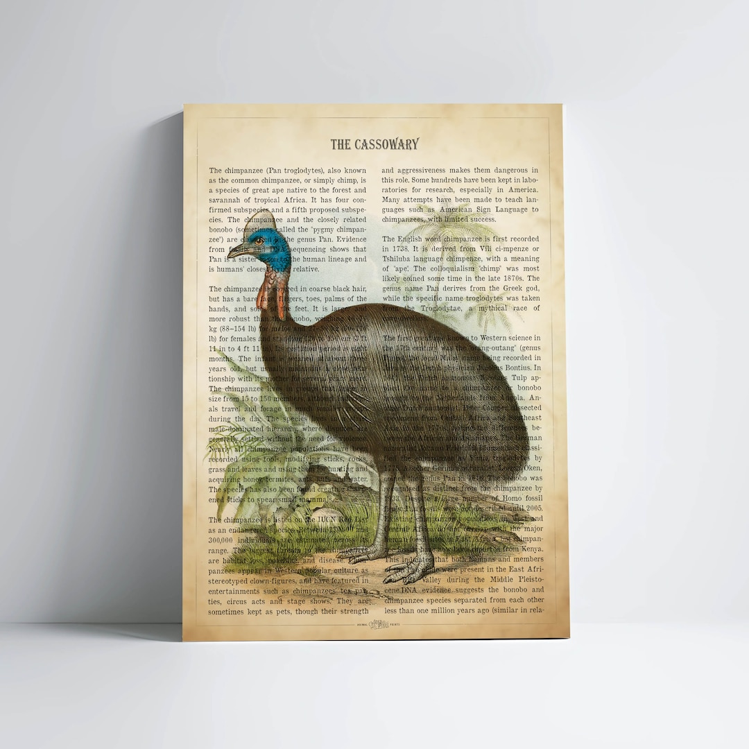Vintage Cassowary Print, Safari Painting, Casuarius Illustration ...