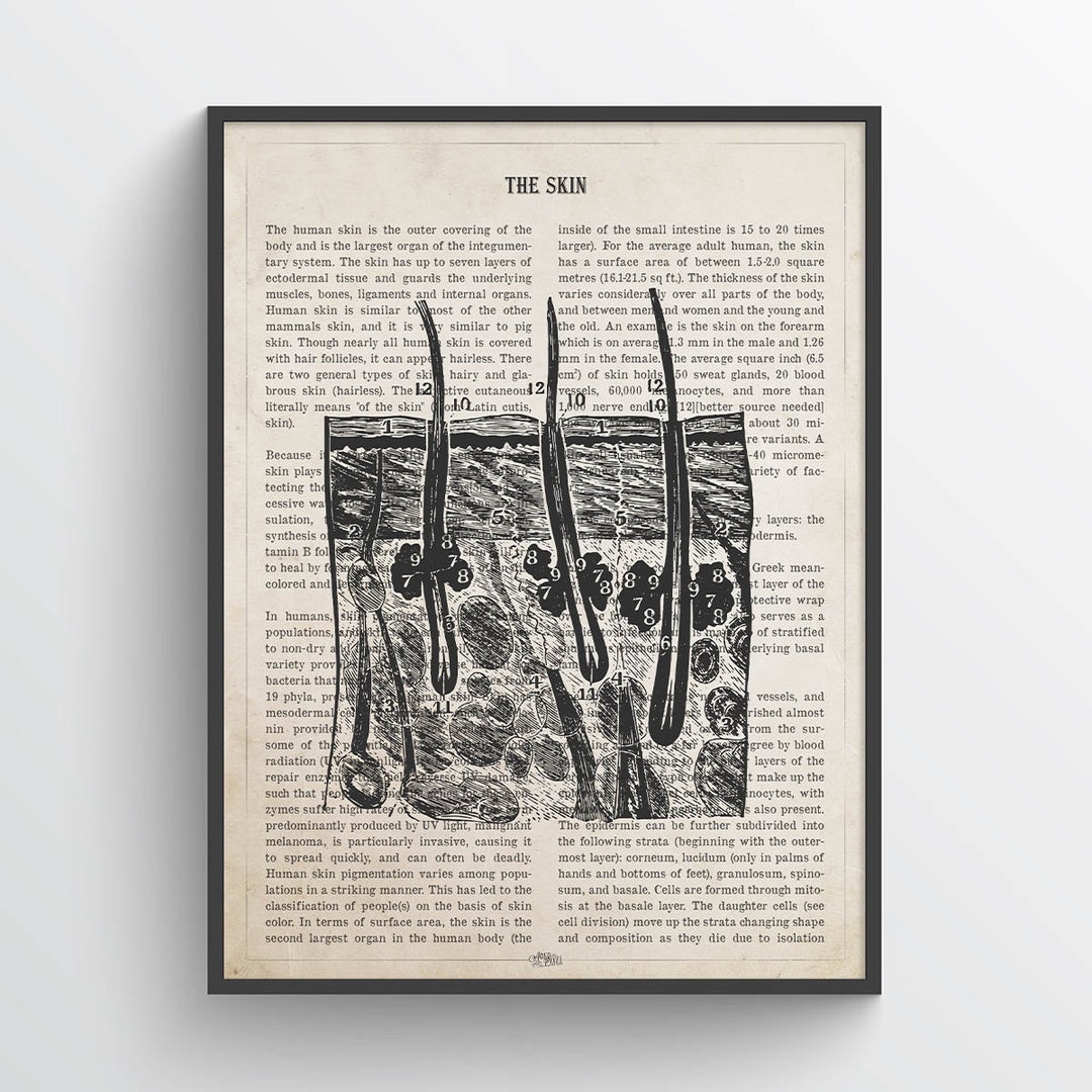 Skin Anatomy Print, Dermatologist Gift, Hair Follicle Diagram ...