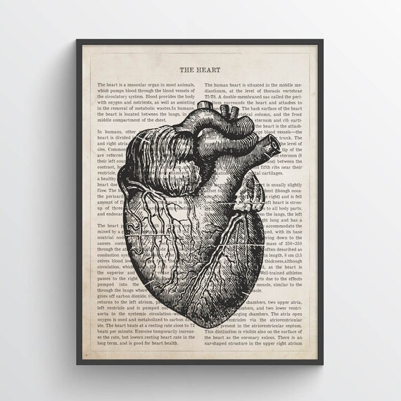 Human Heart Anatomy Print Medical Poster Cardiologist Gift - Etsy