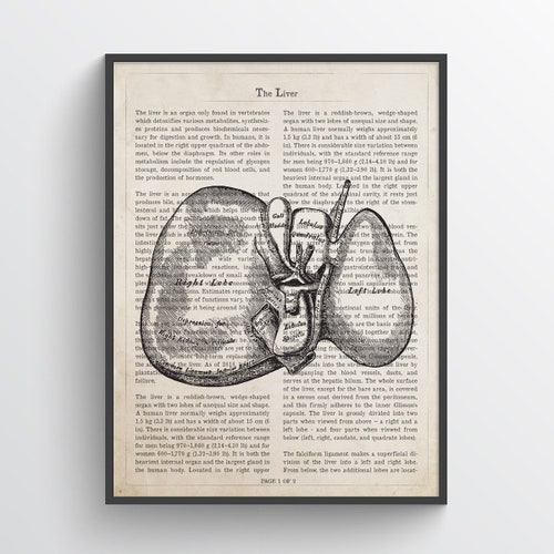 The Liver Watercolor Print the Human Liver Poster Medical Art - Etsy