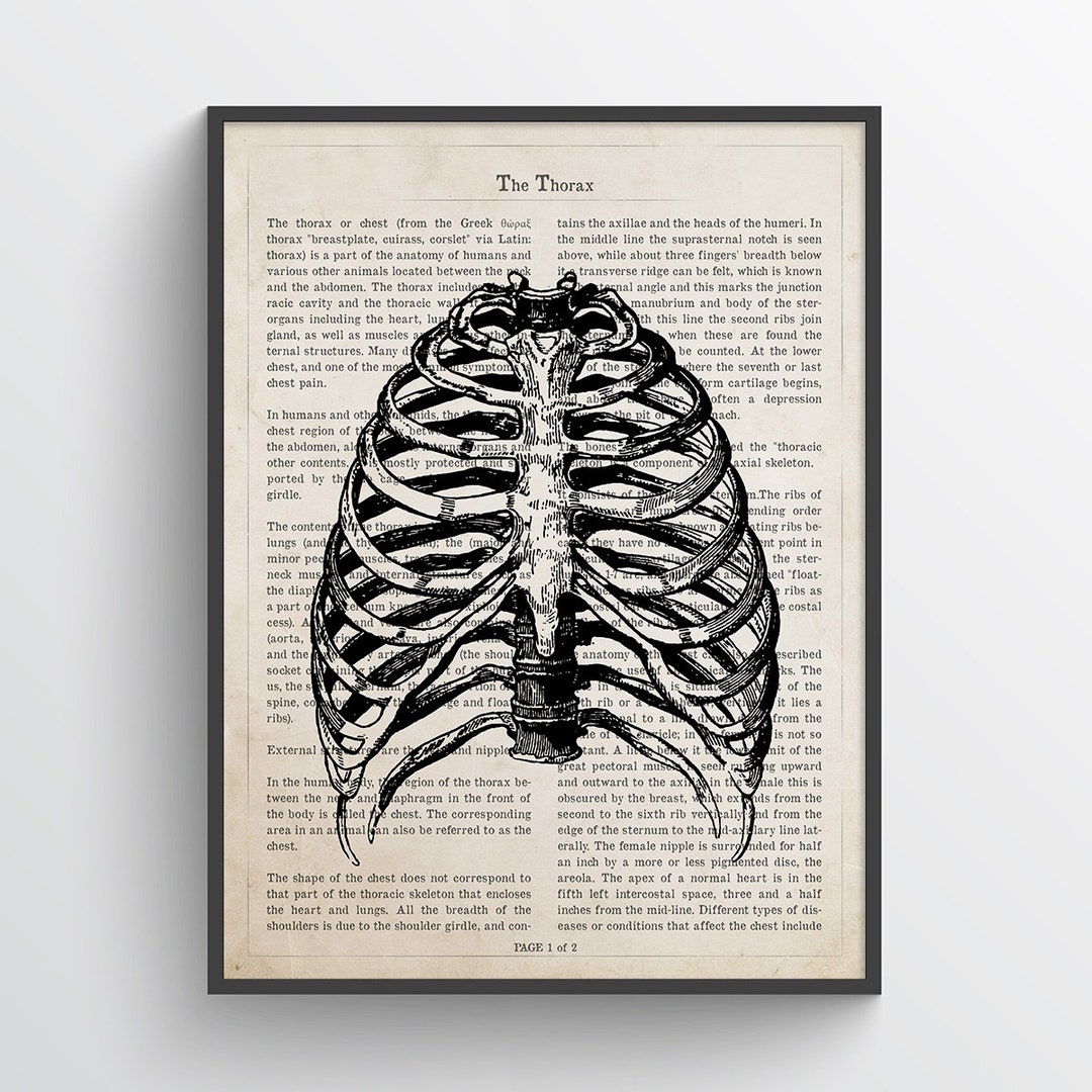 Thorax Anatomy Print, Radiology Gift, Medical Poster, Med School ...